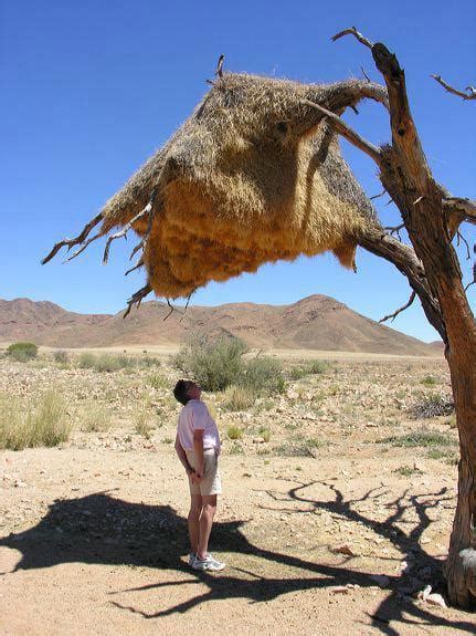 1537 Best Namibia Images On Pholder Nature Is Fucking Lit Earth Porn And Interestingasfuck