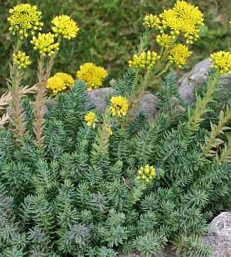 Sedum Selskianum Cv Sedum ‘spirit Seed X50 Ole Lantanas Seed Store