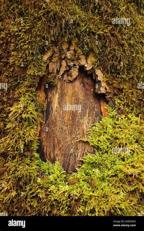 Tree Trunk Wound Trunks Wounds Stock Photo Alamy