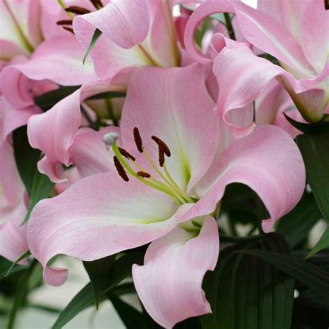 Best Images About Lilien Lilium On Pinterest Palazzo En Vogue And Tigers