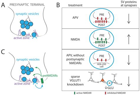 Biomolecules Free Full Text On The Role Of Glutamate In Presynaptic Development Possible