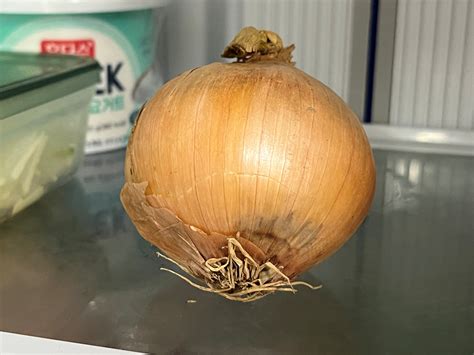 양파 ‘이렇게 자르지 마세요 의외로 잘 모르는 양파 손질법