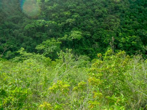 Interactions Between The Larval Bordered Patch Butterfly And Plants