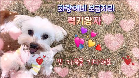 유기견입양 말티즈 찐가족을 기다려요 Youtube