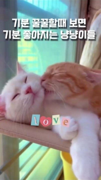 기분 좋아지는 고양이 영상 Youtube