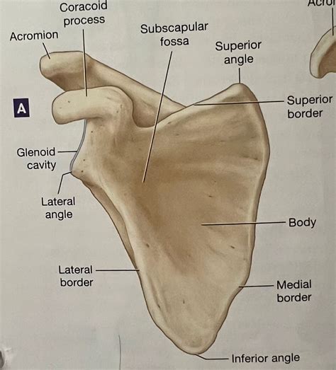 Scapula Labeled Diagram Scapula Human Skeleton Anatomy 53 Off