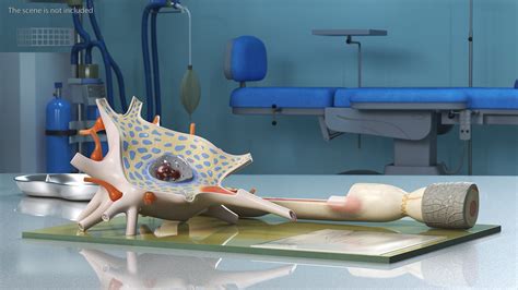Human Neuron Model Cross Section On Stand 3d Model 49 3ds Blend C4d Fbx Max Ma Lxo