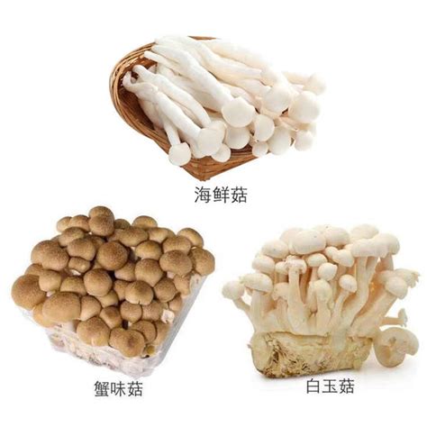 白玉菇图片海鲜菇白玉菇海鲜菇白玉菇图片蟹味菇大山谷图库