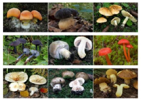 Wild Mushroom Dataset Download Scientific Diagram