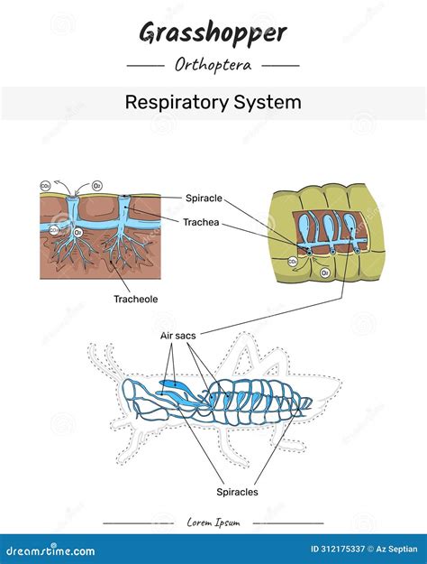 Grasshopper Anatomy And Body Respiratory System Illustration