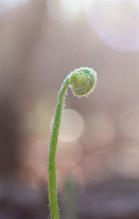 Fiddlehead R Minimalistphotography