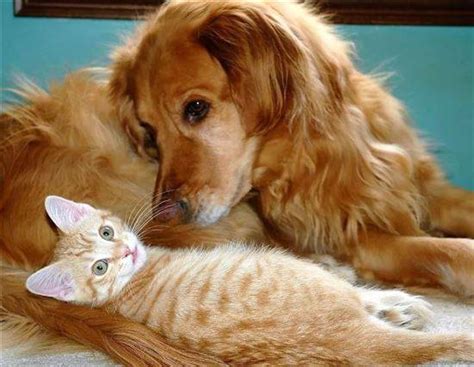 Красивые Фото Собак И Кошек