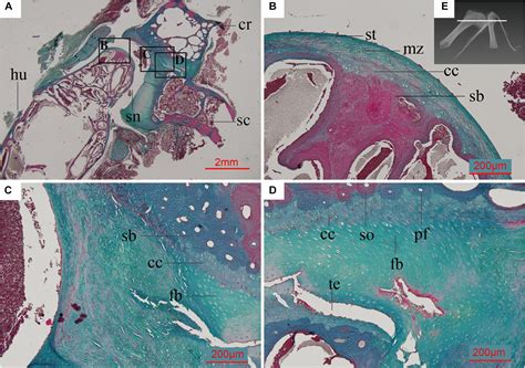 Frontiers Osteohistology Of The Scapulocoracoid Of Confuciusornis And
