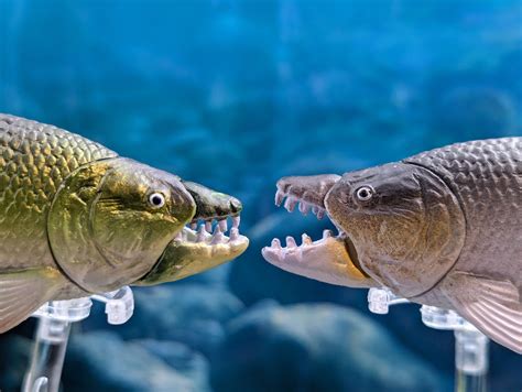 Goliath Tiger Fish Bite Wound Violent Goliath Tigerfish Ace Fishing