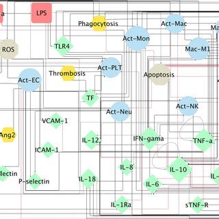 Boolean Network Model Structure Representation For The TLR Activation Download Scientific