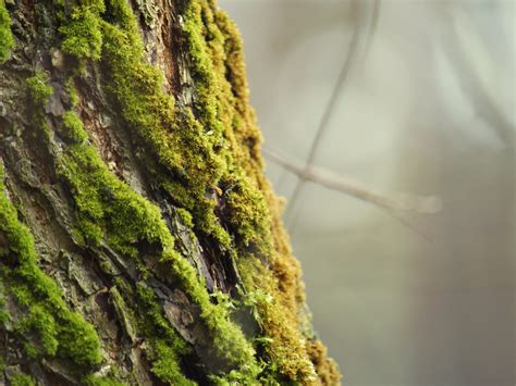 Wallpaper Tree Bark Moss 2560x1600 Picture Image