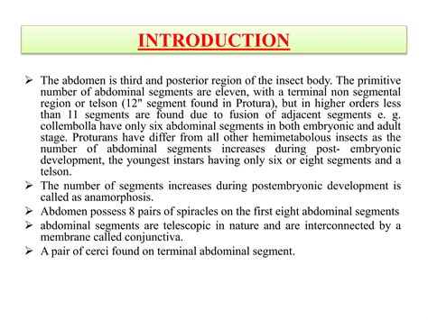 insect abdomen it s segmentation and appendages structure function and