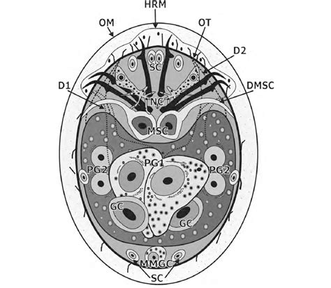 Taenia Solium Oncosphere Novel Rat Model For Neurocysticercosis Using
