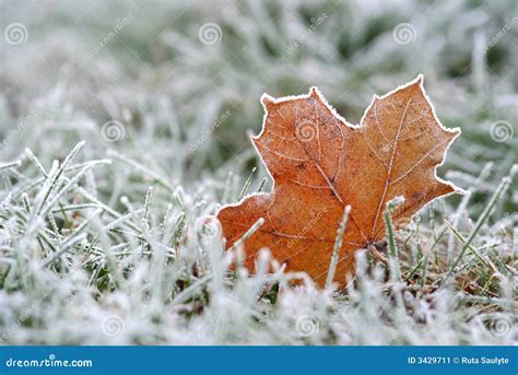Hoar Frost Stock Image Image Of Dead Abstract Macro 3429711