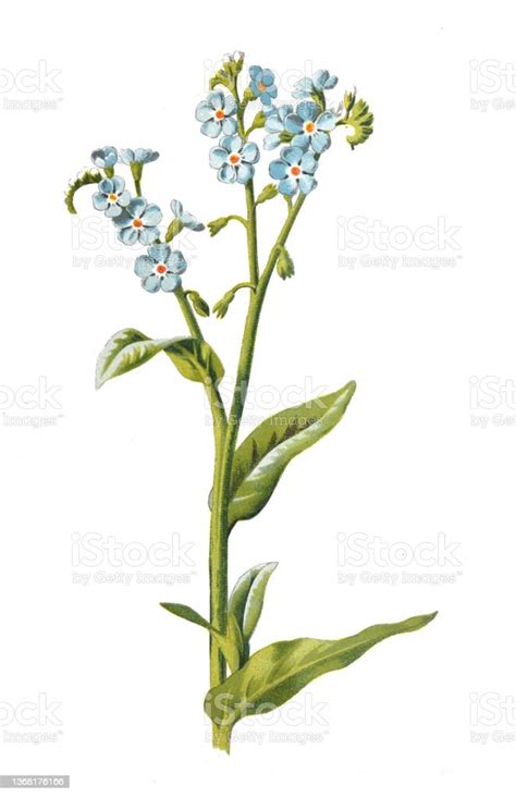 미소티스 나 전갈 잔디꽃하지 나를 잊어 버려 골동품 손으로 그린 필드 꽃 일러스트 빈티지 와 골동품 꽃 야생 꽃 그림 19세기 그리기에 대한 스톡 벡터 아트 및 기타 이미지