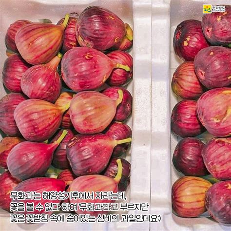 신비의 과일 영암 무화과 네이버 포스트