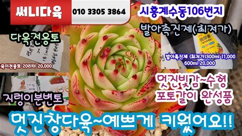 새롭게 업뎃구성 직접키워 튼실해요 1세대 창을 비롯 고급종 창다육 최대12종구성💞지렁이분변토💞다육전용토💞발아촉진제