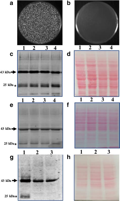 Freeze Drying Proteins At Sharon Russell Blog