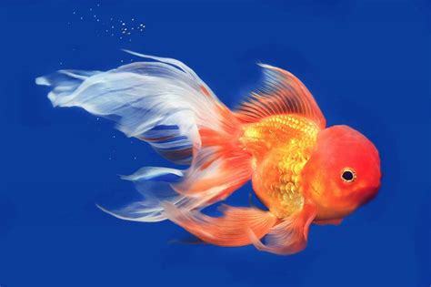 Types Of Goldfish Breeds Common Fancy Fishkeeping World