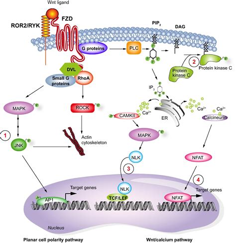 Non Canonical Wnt FZD Signaling Pathway Gr2 Lrg Leaders In