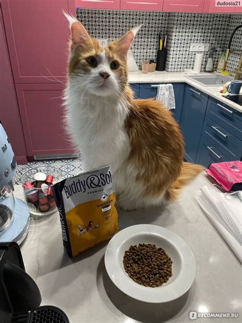 Корм для кошек Buddyandsol премиум класса сухой для стерилизованных кошек с индейкой