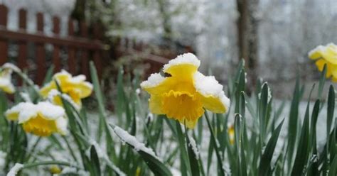 Як оживити рослини після весняних заморозків методи Zaxid Net