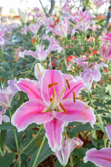 Premium Photo Closeup Beautiful Pink Tiger Lilly Flower