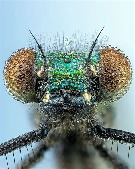 نقاشی طبیعت سنجاقک، بوم نقاشی قطرات باران عکس