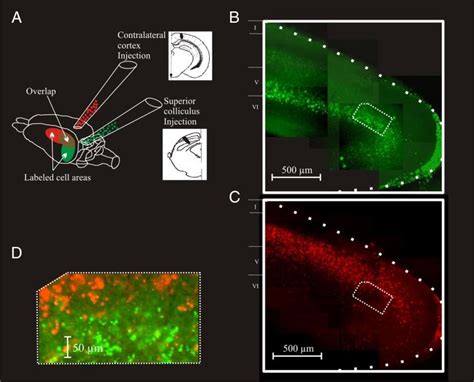 Identification Of 2 Layer V Pyramidal Cell Populations By Retrograde Download Scientific