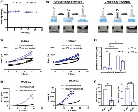 Zwitterionic Granular Hydrogel For Cartilage Tissue Engineering Asadikorayem 2024 Advanced