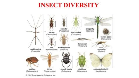 Insect Diversity Introduction Sem 4pptx Beekeeping Hobbies And Interests