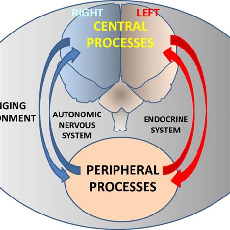 Asymmetry In The Neurovisceral Integration Download Scientific Diagram