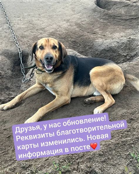 Помогаем бездомным🐈🐕 г Кобрин Тот случай когда не нужно выбирать звук для видео😄 Потому что