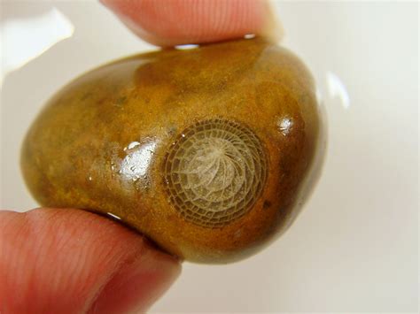 Fusulinid General Fossil Discussion The Fossil Forum