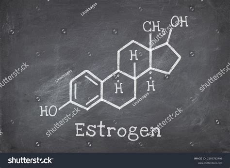 Chemical Structure Female Sex Hormone Estrogen Stock Photo Shutterstock