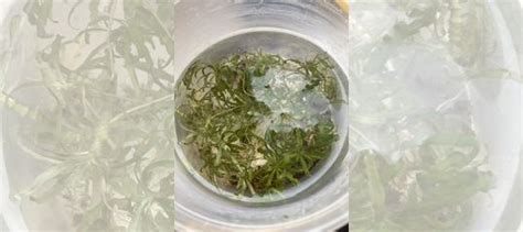 Растения аквариумные погестемон и улитки купить в Москве | Животные и ...