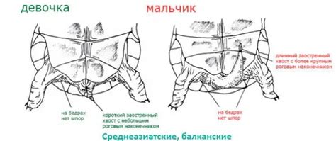តើធ្វើដូចម្តេចដើម្បីកំណត់ភេទរបស់អណ្តើក ក្មេងប្រុសឬក្មេងស្រី