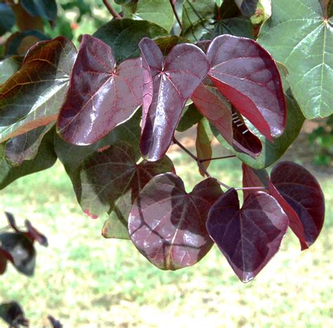 Merlot Redbud Cercis X Merlot New Blooms Nursery
