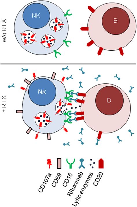 Antibody Mediated Cell Dependent Cytotoxicity At Ellen Martinez Blog