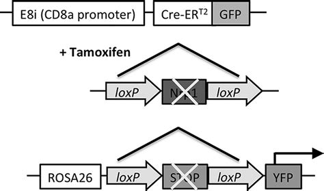 schematic representation of nrp1 e8i creert2 r26 yfp mice in the