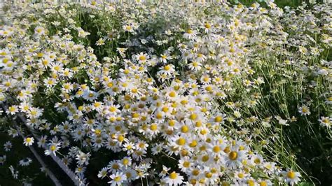 샤스데이지 Youtube