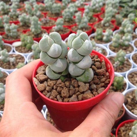 Crassula Arta Giromagi Cactus And Succulents