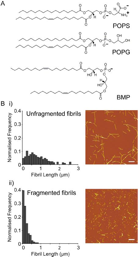 Lipid Structures And Characterization Of B 2 M Fibrils Using Afm A
