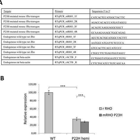 P23h Mutated Mouse Rho Transgene A Schematic Drawing Of The Download Scientific Diagram