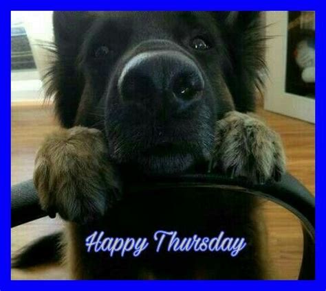 Happy Thursday Funny Animals Dog Memes Dog Friends